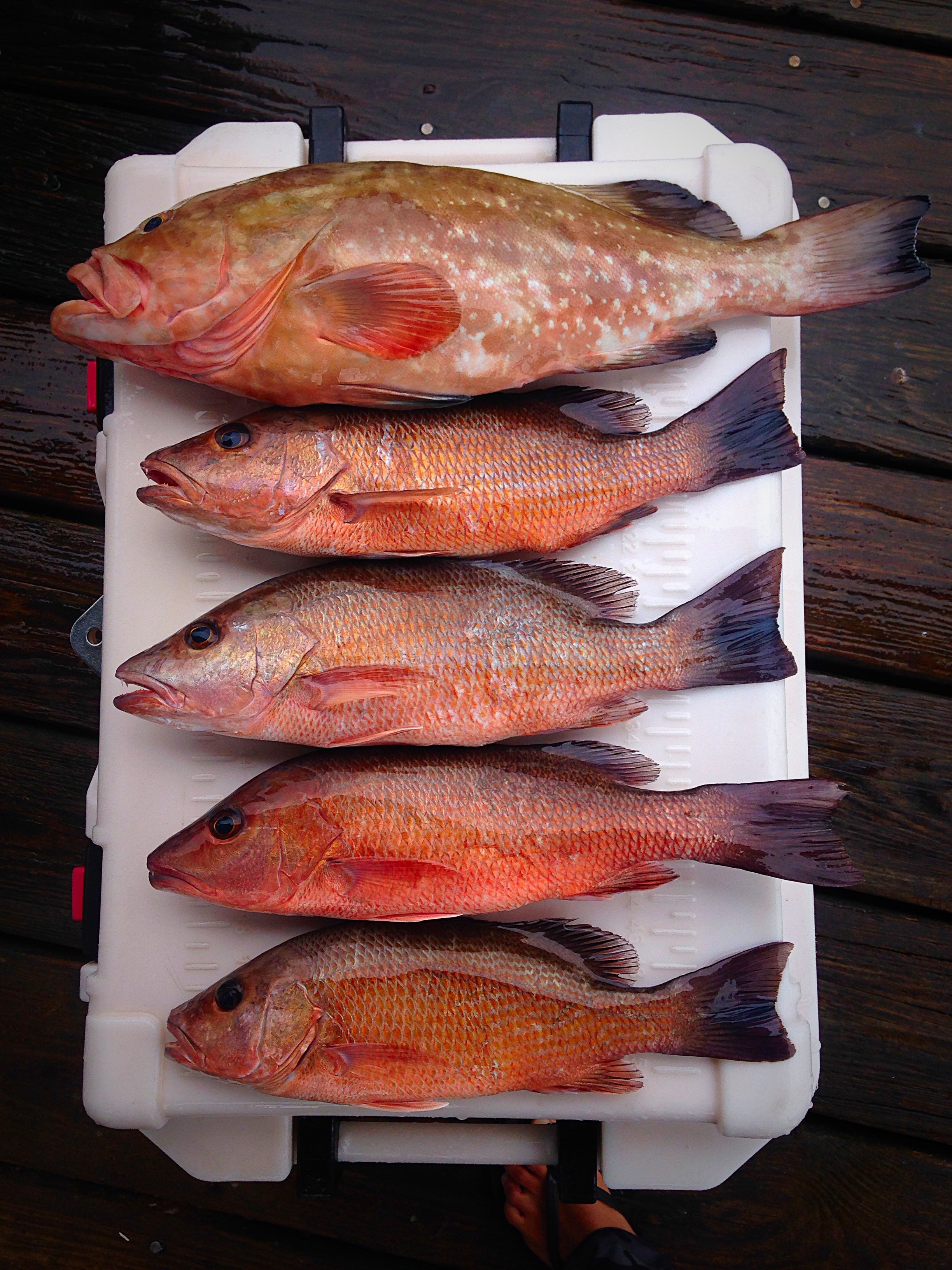 Boca Grande offshore snapper and grouper - Florida Inshore Xtream ...
